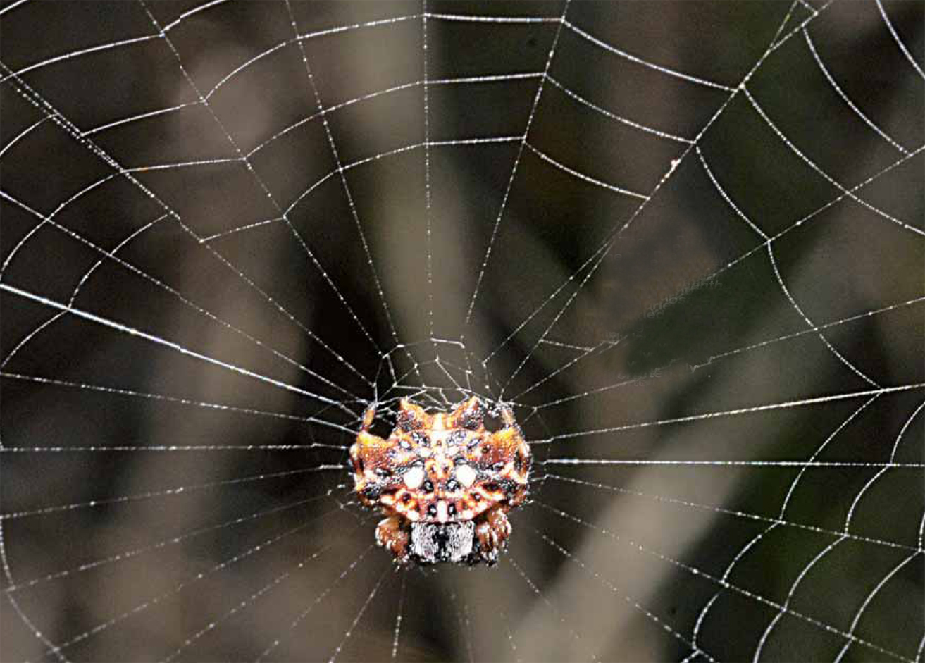 GNY :: Jewels in my Backyard: Amazing Spiders of Andamans