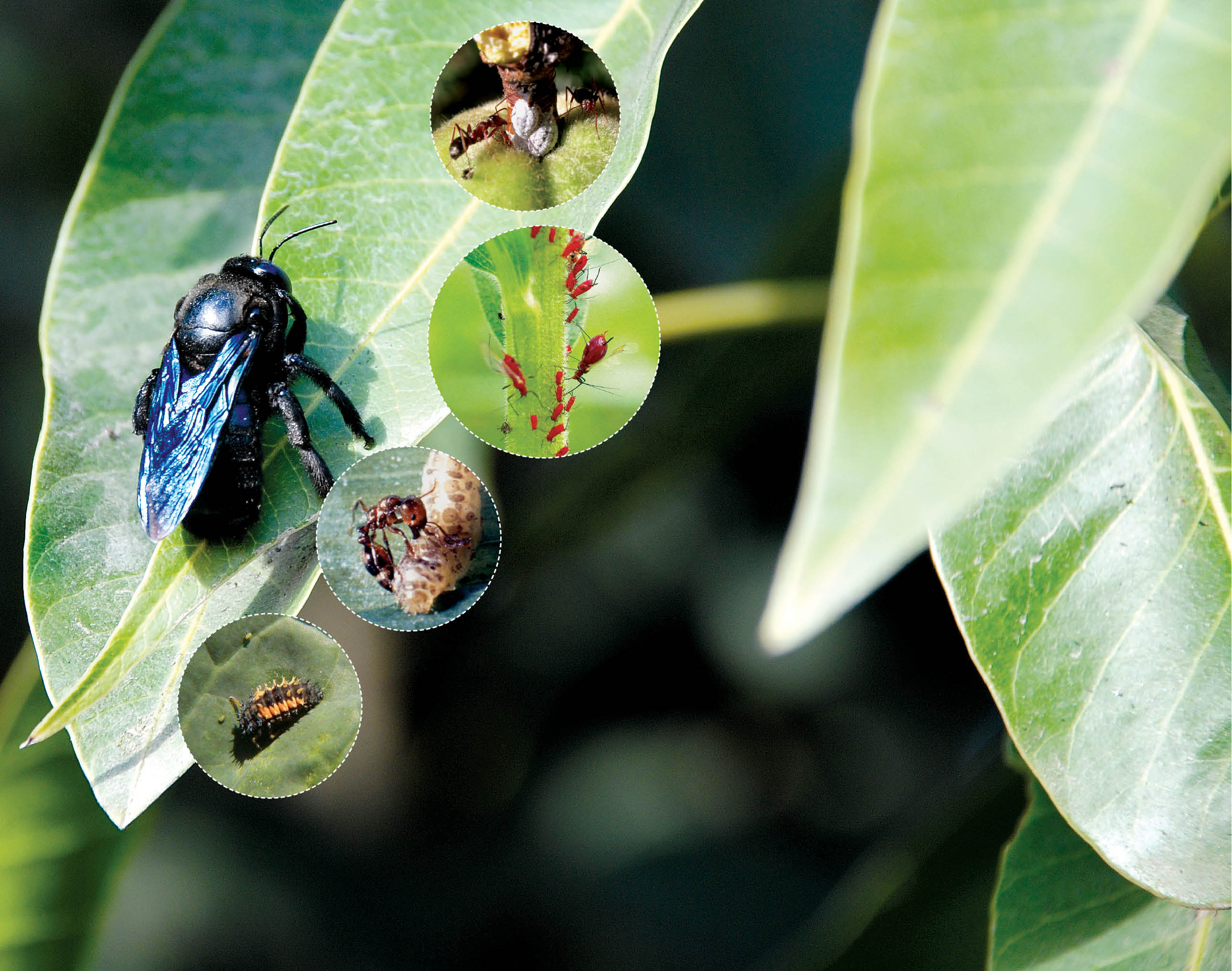 GNY :: Biological Alternatives Predator hunt-the Natural way