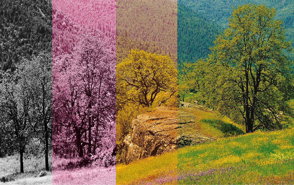 GNY :: Key environmental Challenges: Causes and Impact