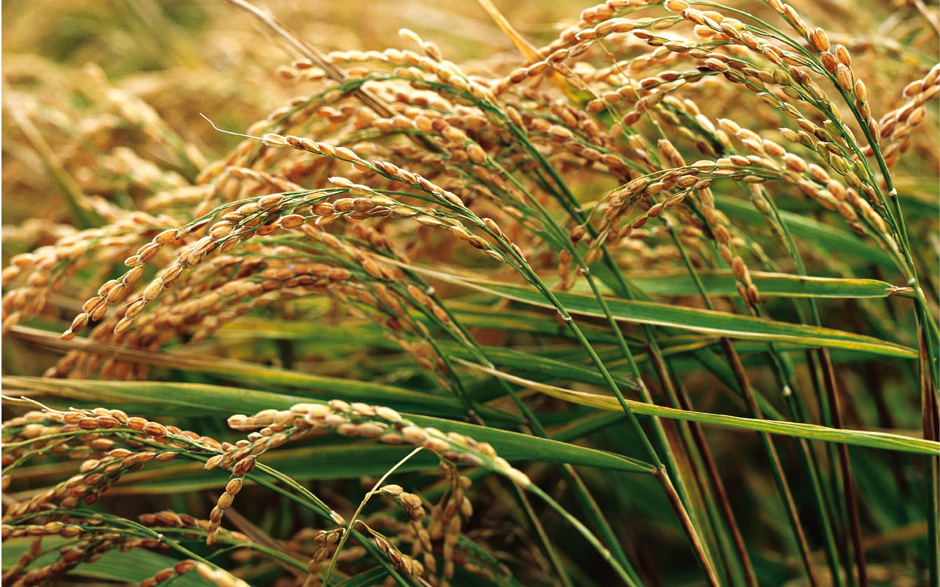 GNY :: The Productivity of Rice